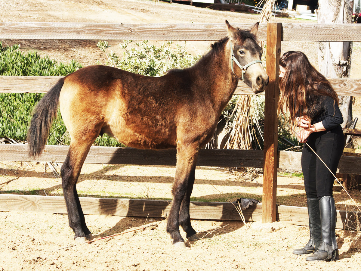 Designer Foals - Rancho De Los Cielos | Horse Breeder - Boarding